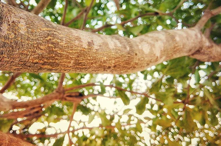 How To Correctly Prune a Branch – Douglas Forest & Garden